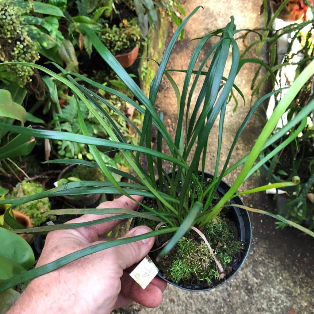Vittaria Spec. Seychelles – Carnivorsandmore