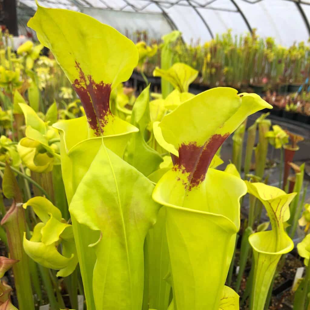 Sarracenia Flava Var. Rugelii, MK F 49 – Carnivorsandmore